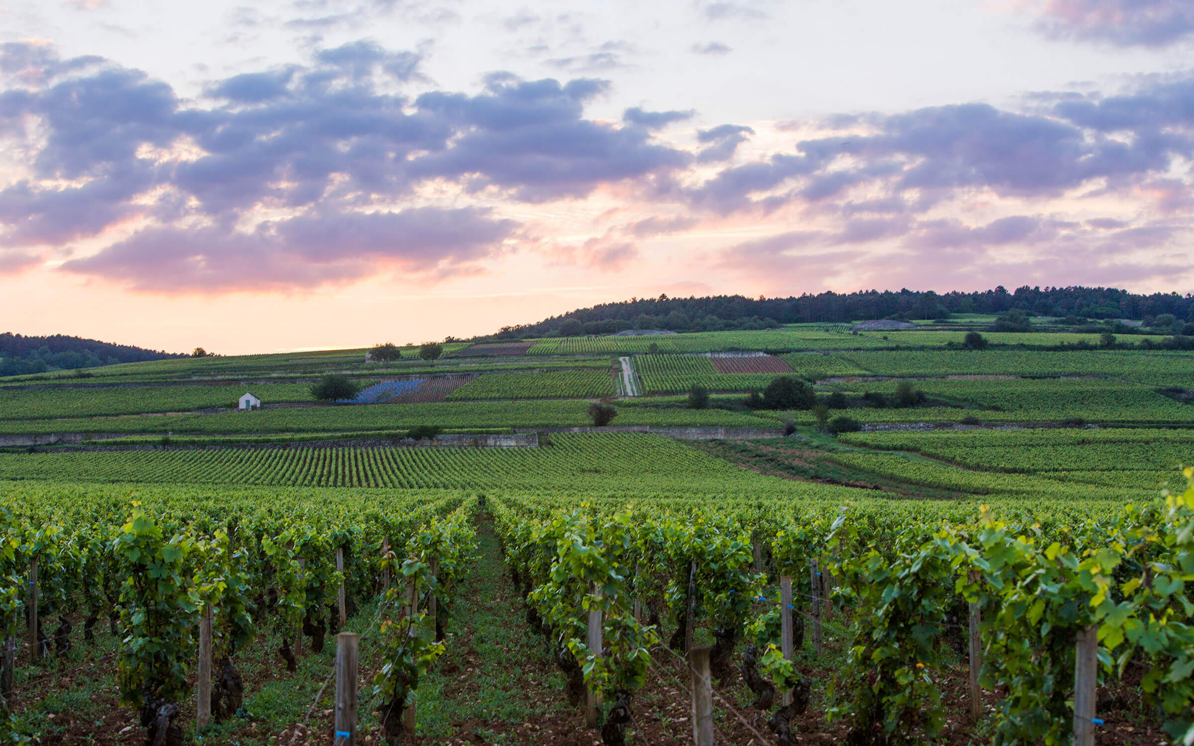 Bordeaux vs Burgundy | Butterfield & Robinson