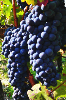 French Wine Class: Understanding the AOC and Cru Classifications ...