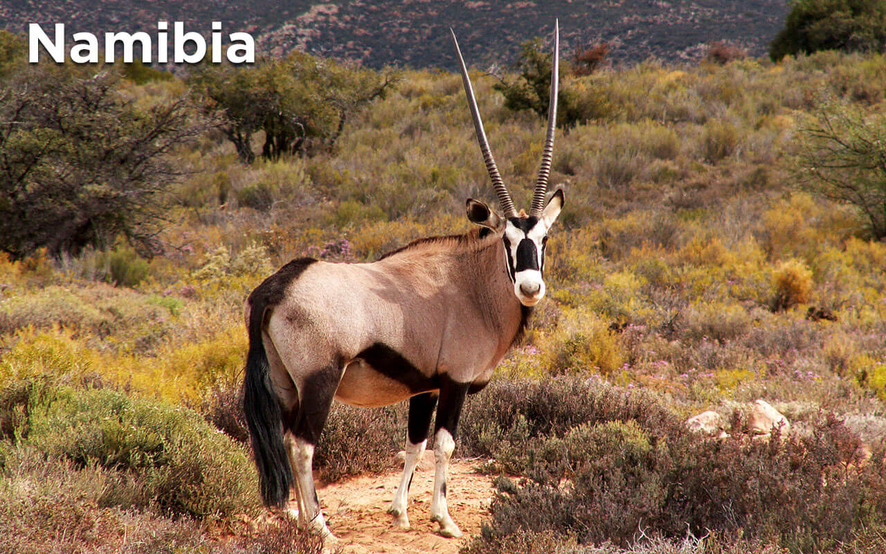 Namibia-Oryx - The Slow Road Luxury Travel Blog