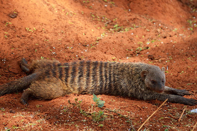 6 of Tanzania's Coolest (if lesser known) Exotic Animals | Butterfield ...