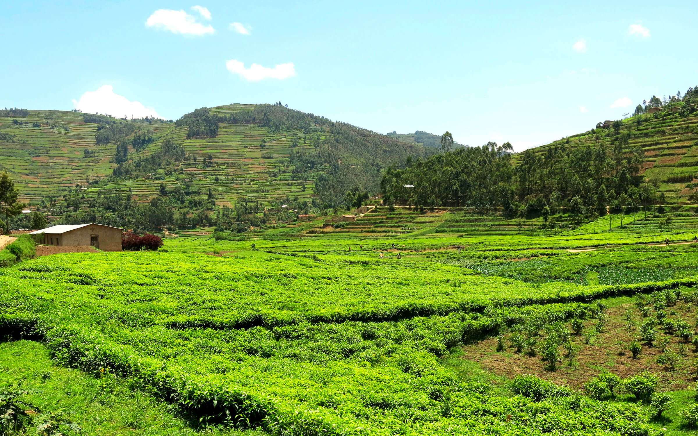 In Deep: A Brief Introduction to Rwanda | Butterfield & Robinson