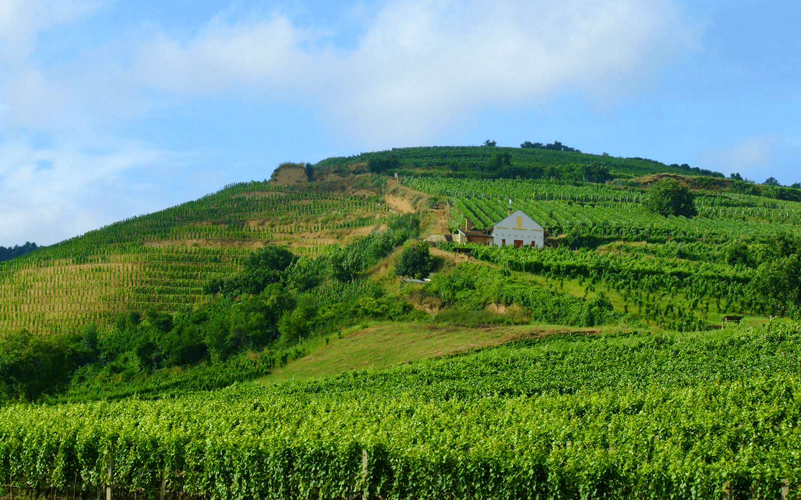 Vines 101: An Introduction to Hungarian Wine | Butterfield & Robinson