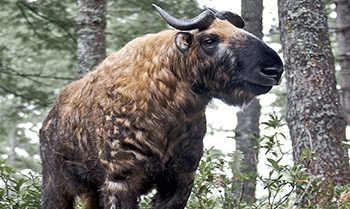 Takin-animal-350px-cmopressed - The Slow Road Luxury Travel Blog