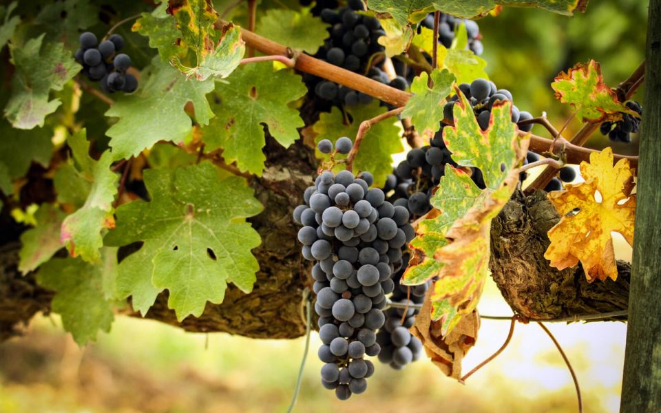 8 Must-Drink Wines From Chile and Argentina | Butterfield & Robinson