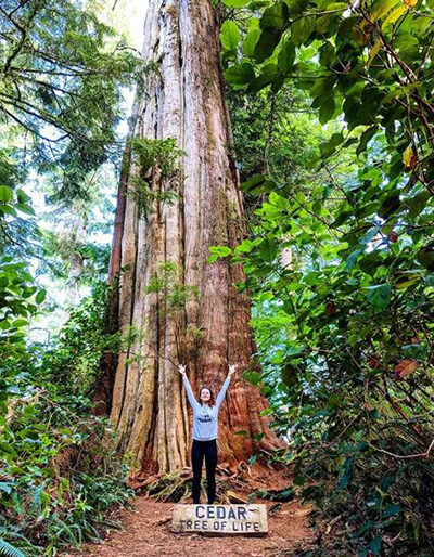 Cedar Tree of Life 400 - The Slow Road Luxury Travel Blog