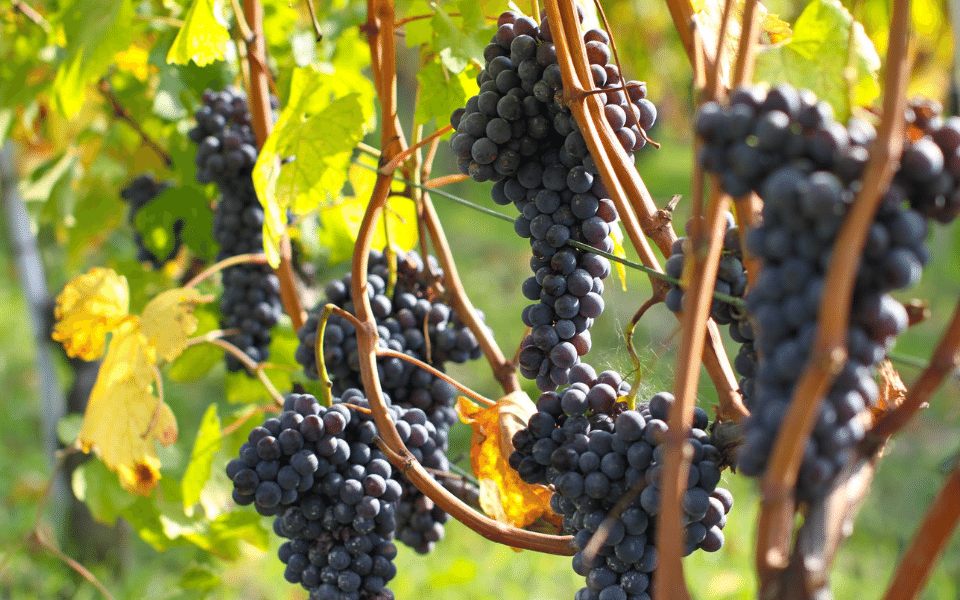 A Taste of Piemonte with Silvia Altare | Butterfield & Robinson